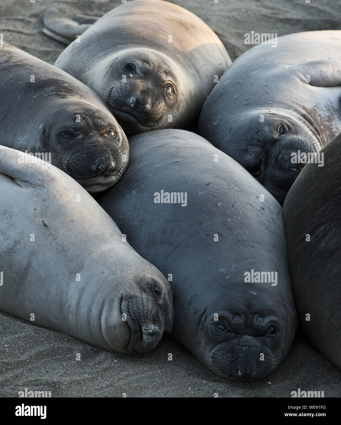 Young northern elephant seal lie on the beach in San Simeon, California ...