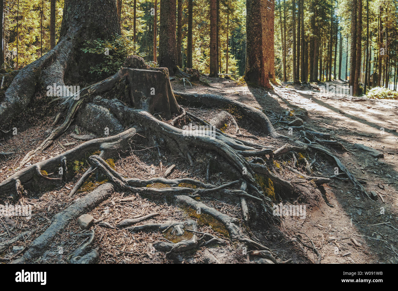 Old tree roots deep in the forest. Sunny forest in vintage colors Stock ...