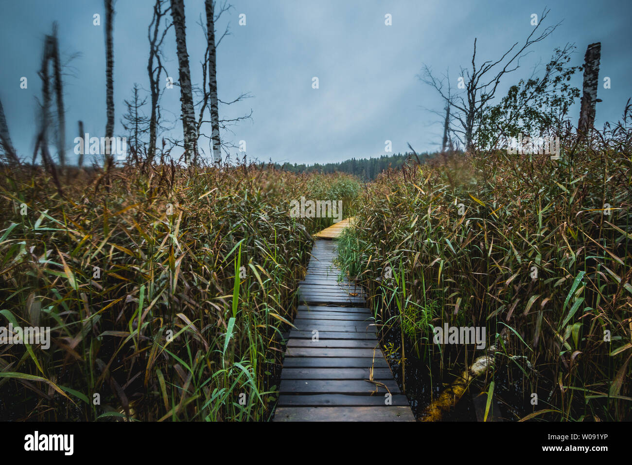 Wooden path trough the reed Stock Photo - Alamy