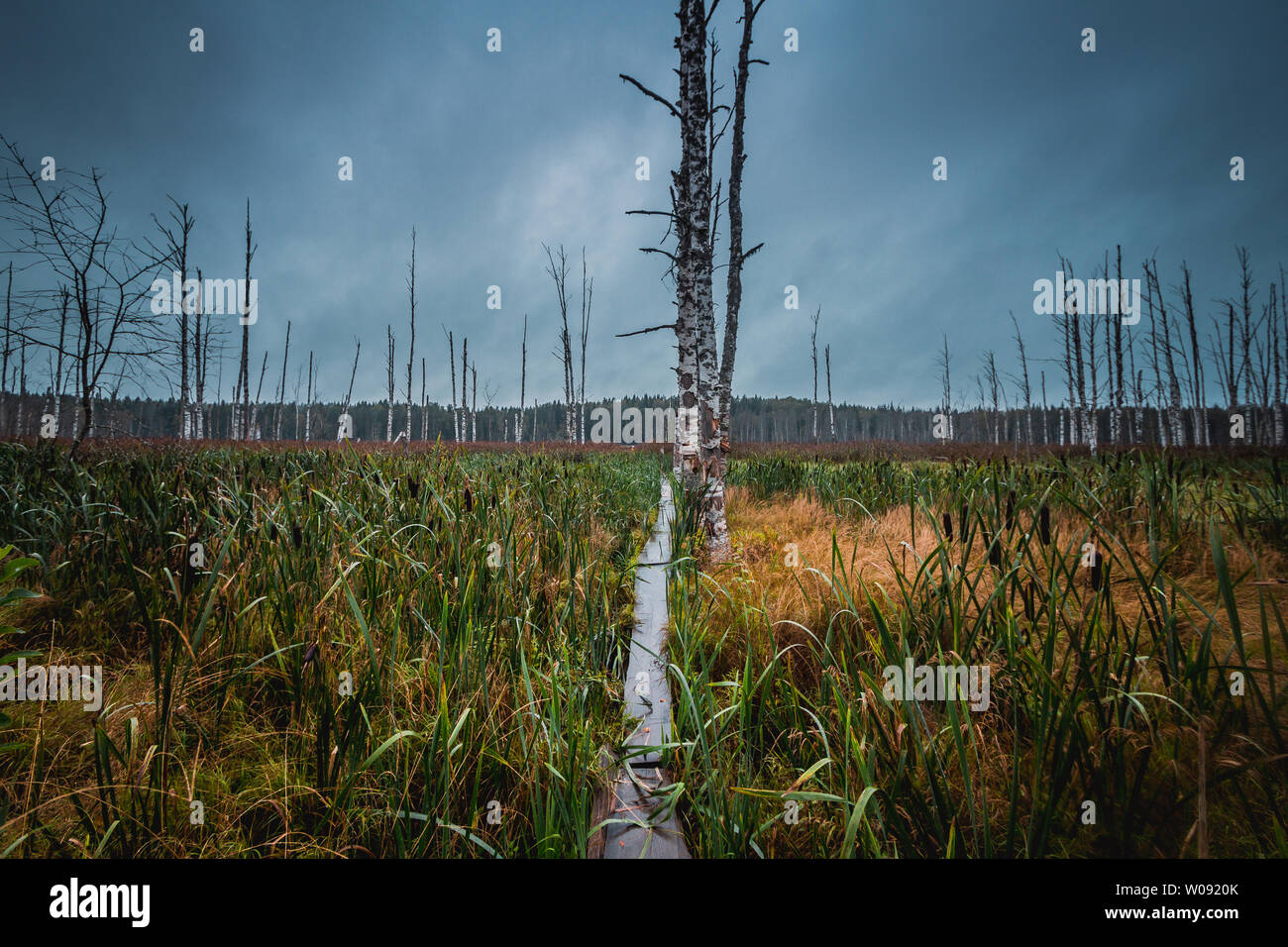 Wooden path trough the reed Stock Photo - Alamy