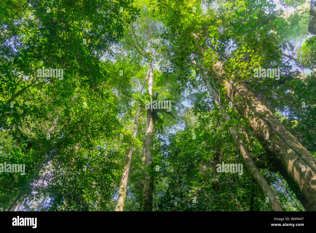Rainforest canopy with birds nest fern as sun breaks through between ...