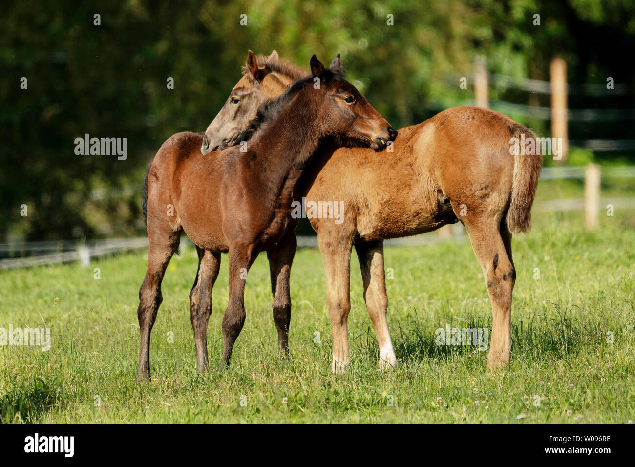 Two foals hi-res stock photography and images - Alamy