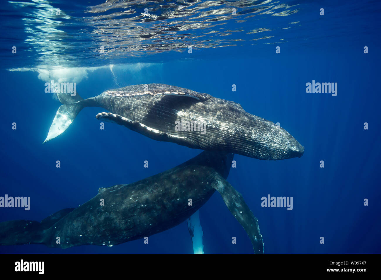 Whale Whales Below The Water Surface High Resolution Stock Photography ...