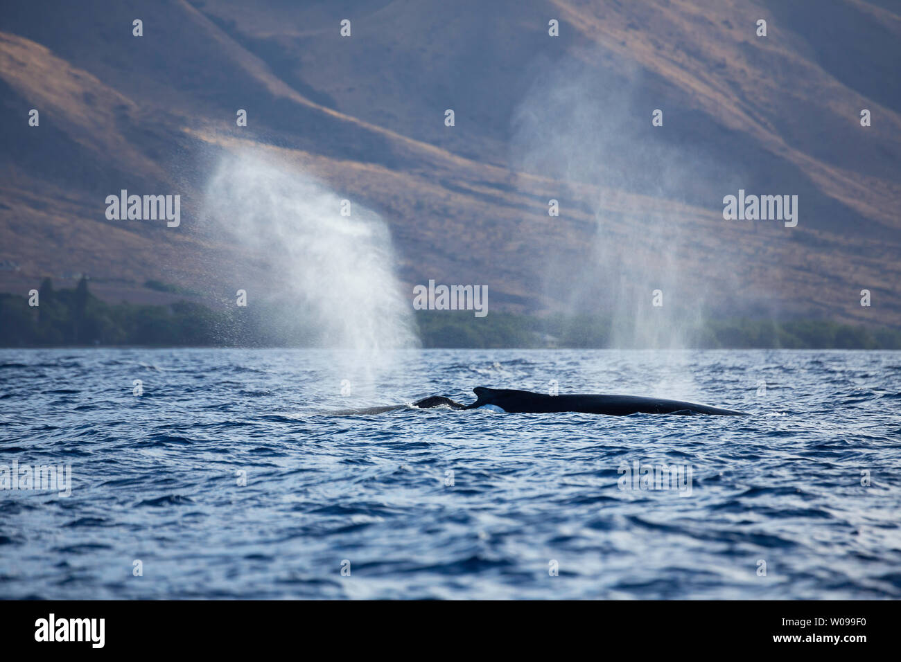 Fin whale spout hi-res stock photography and images - Alamy