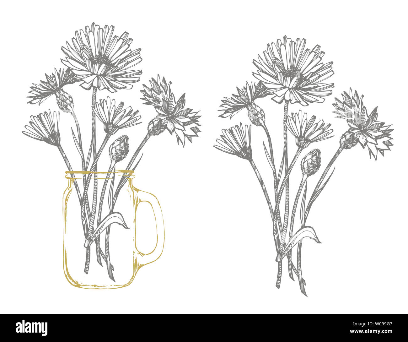 Cornflower Drawing