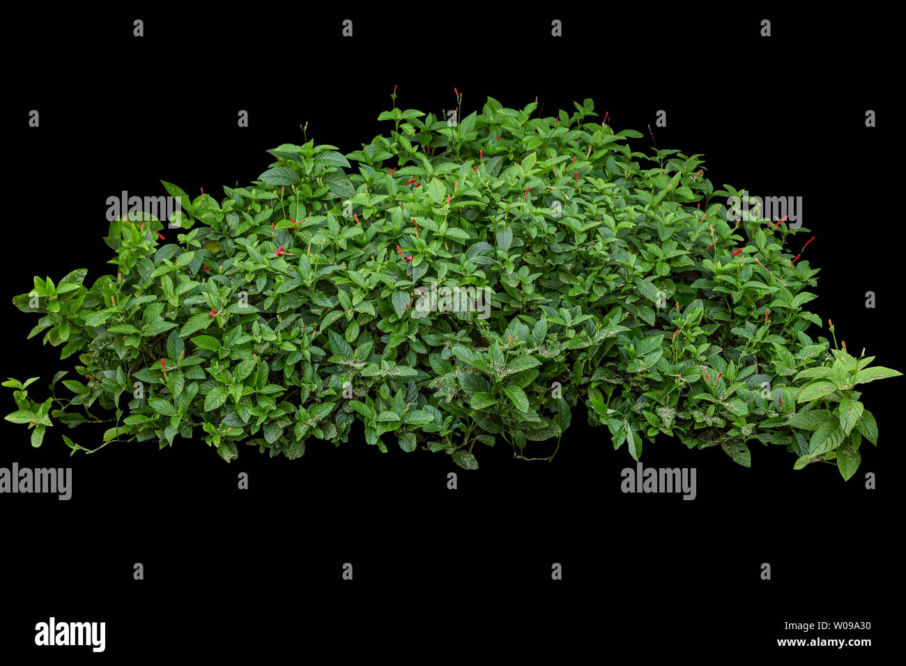 Decorate your garden hi-res stock photography and images - Alamy