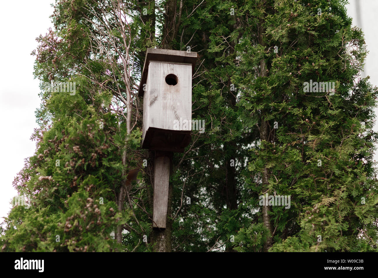 tree house for birds on the tree, birdhouse from the tree for wintering ...