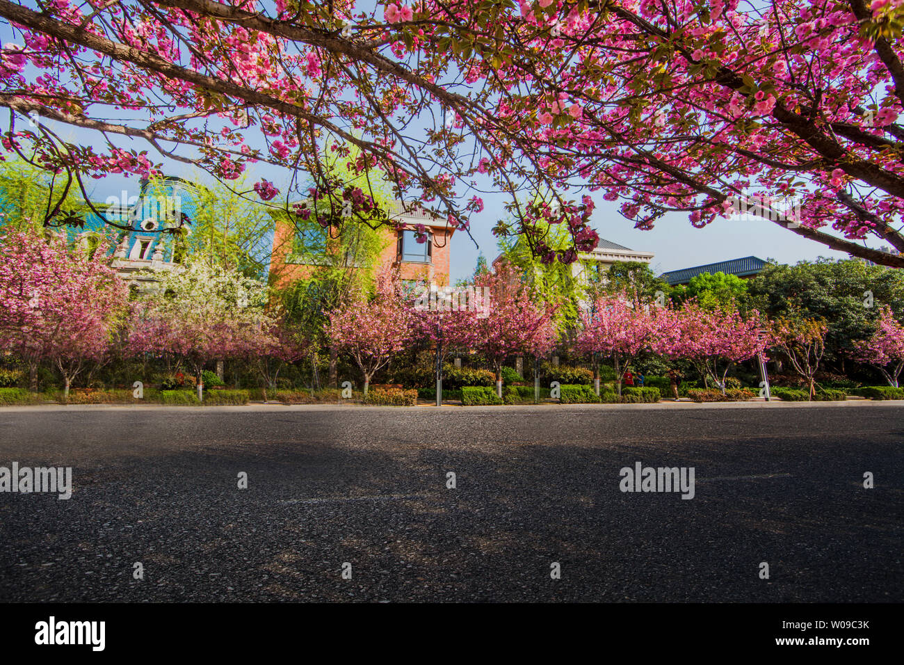 City Cherry Blossom Road Stock Photo - Alamy