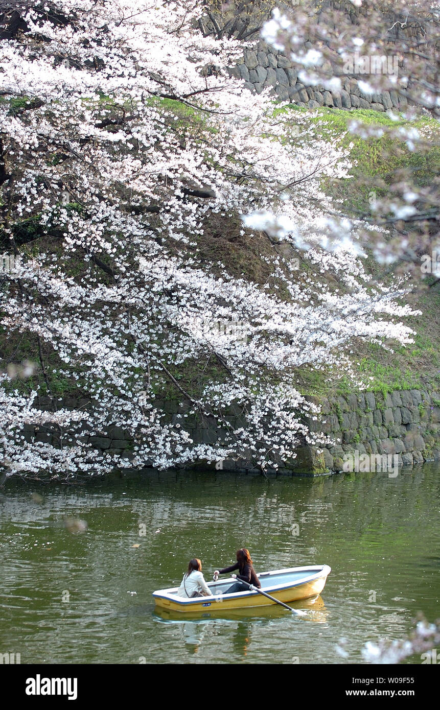 Japanese row boats past spring cherry blossoms in the moat around the ...