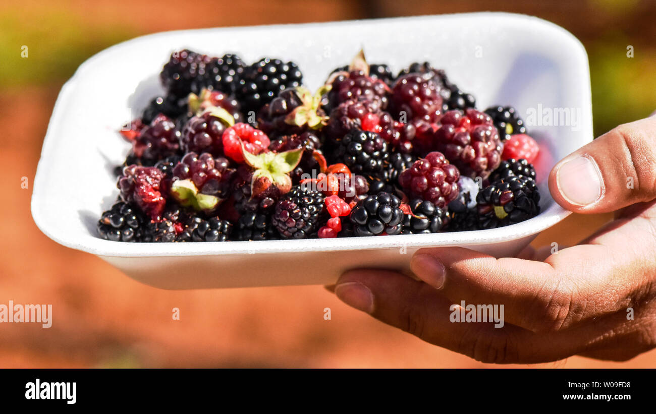 Multiple serving punnet hi-res stock photography and images - Alamy