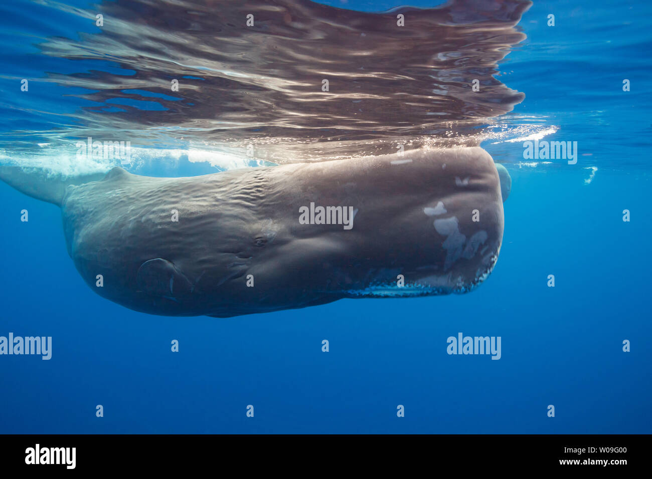 The sperm whale, Physeter macrocephalus, is the largest of all the ...