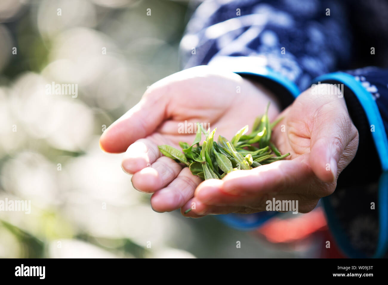 Hand tea leaf in tea Stock Photo - Alamy
