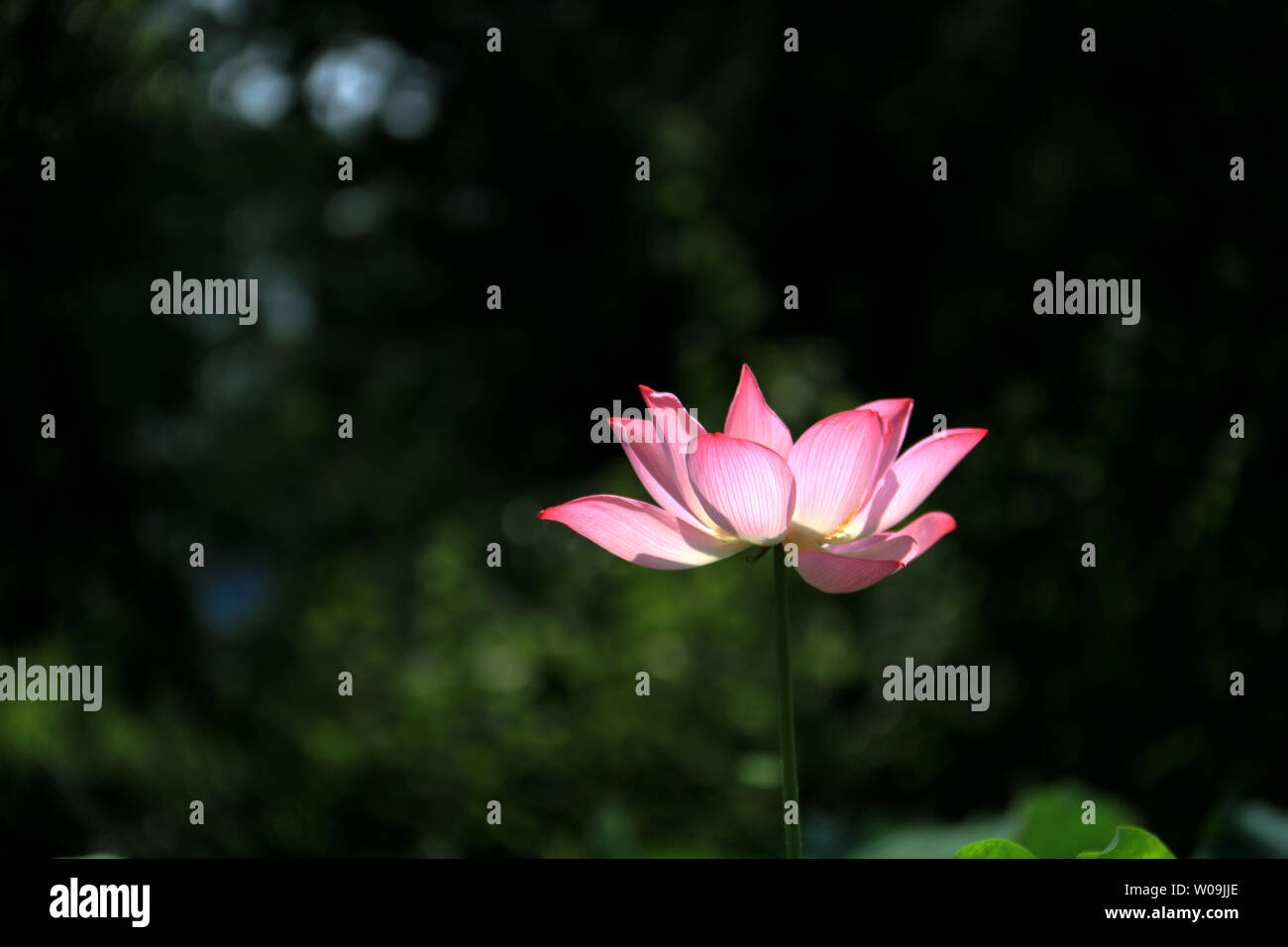 Lotus in the rain Stock Photo - Alamy