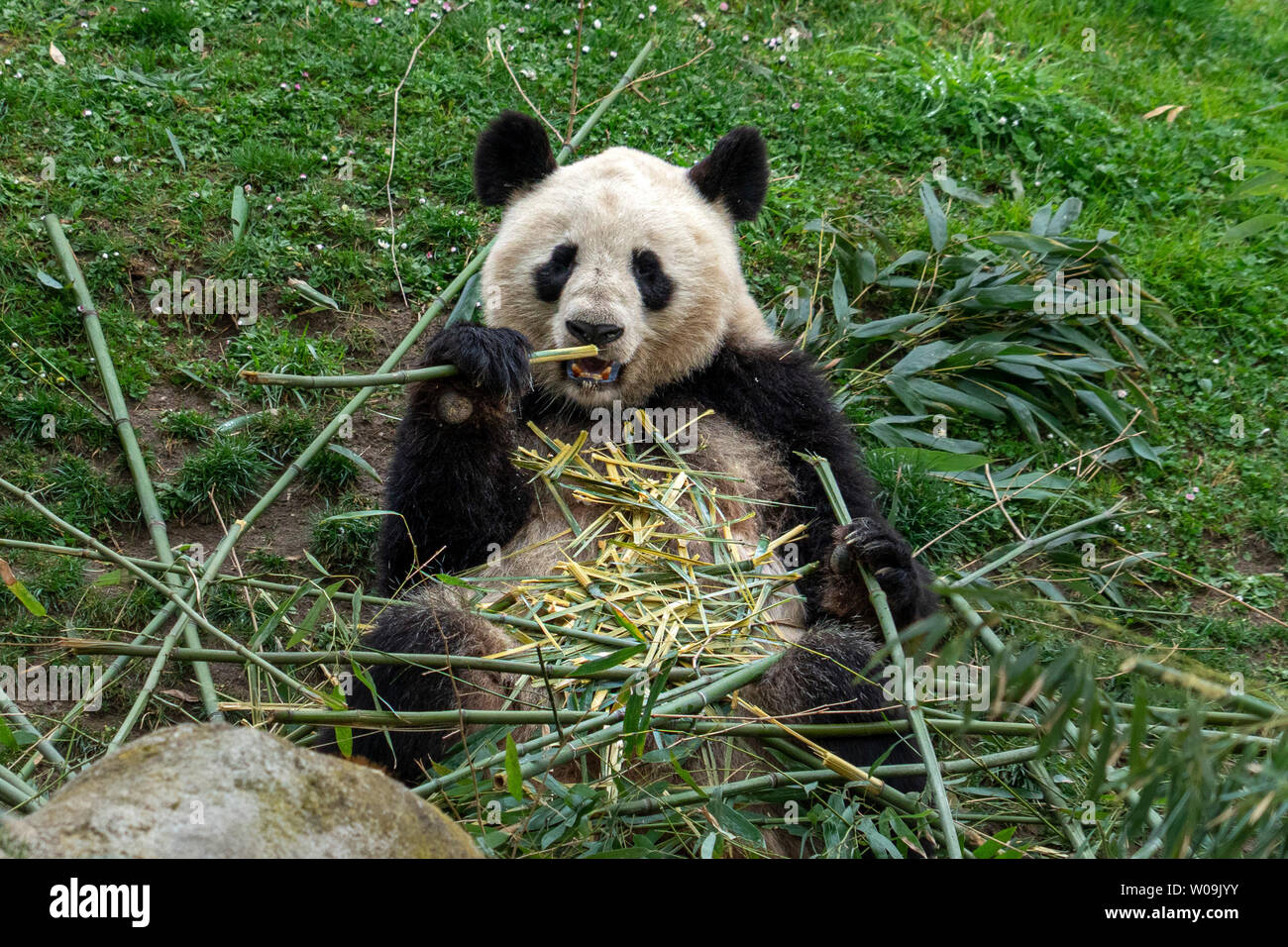 giant panda while eating bamboo close up portrait Stock Photo - Alamy