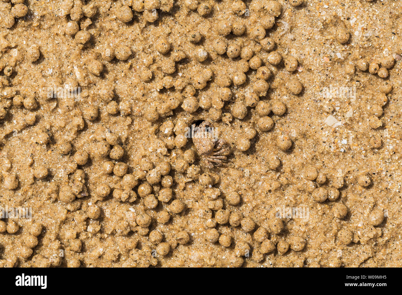 Beach sandy texture HD material Stock Photo - Alamy