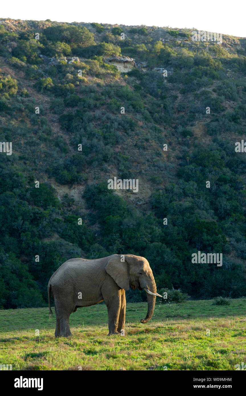 African elephant, Loxodonta africana africana, Amakhala Game Reserve ...