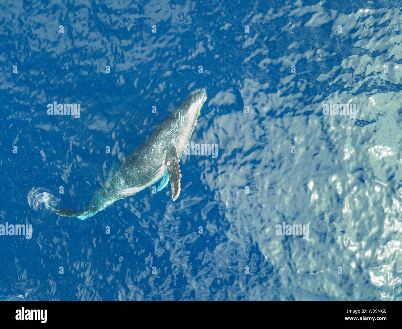 Above and below water view whale hi-res stock photography and images ...