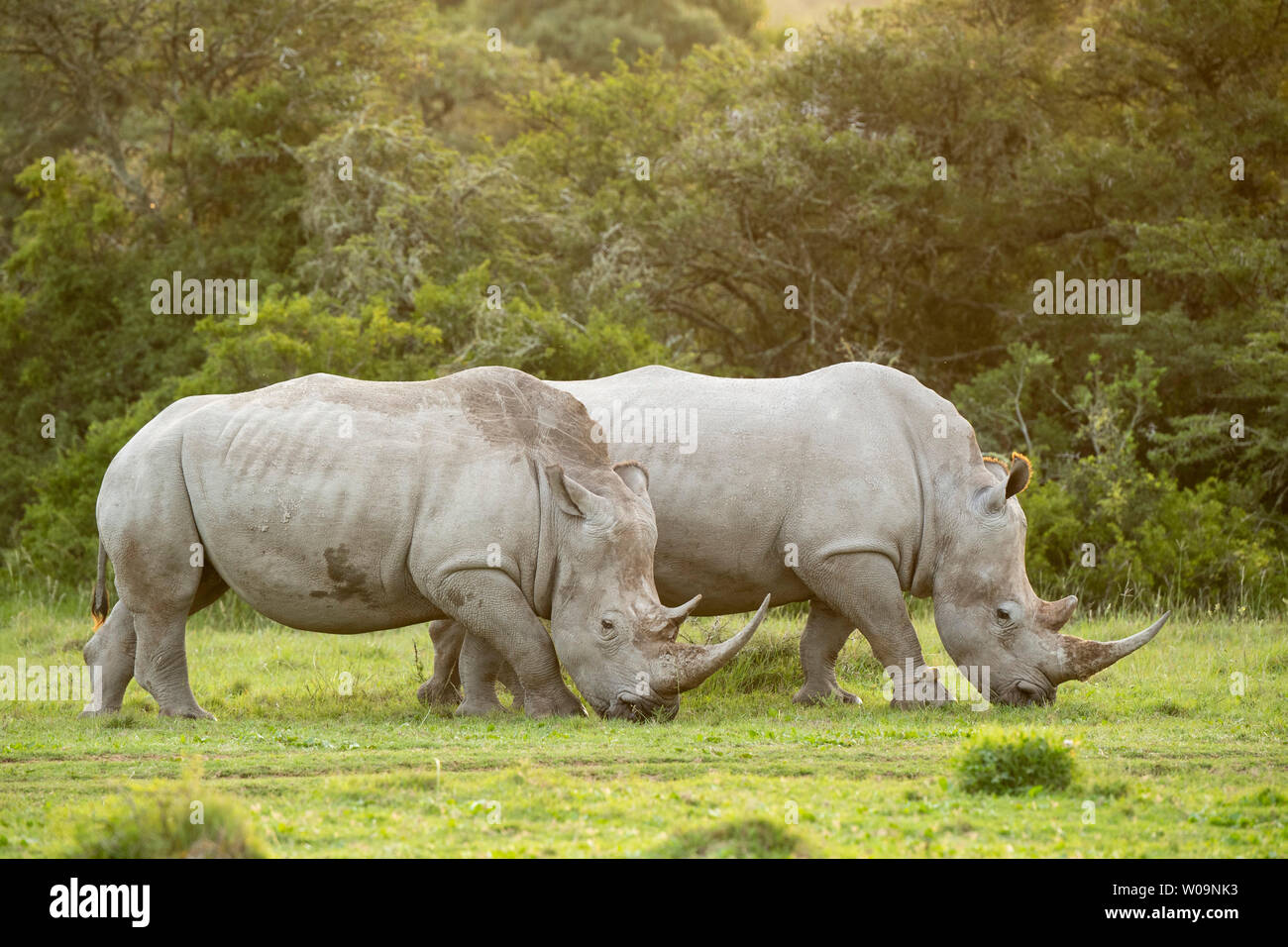 White rhinoceros, Ceratotherium simum, Amakhala Game Reserve, South ...