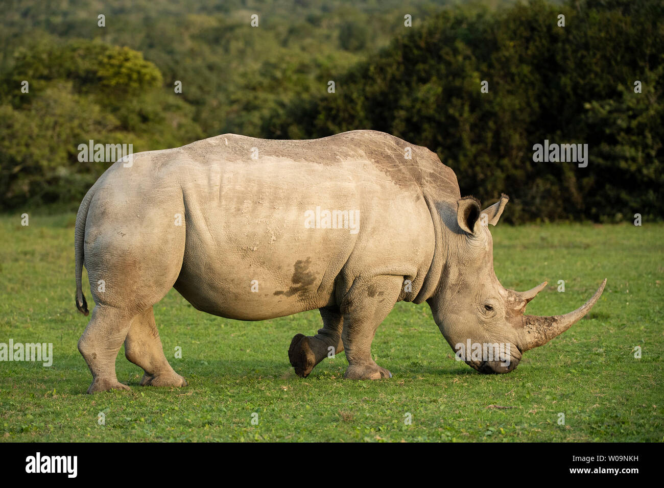 White rhinoceros, Ceratotherium simum, Amakhala Game Reserve, South ...