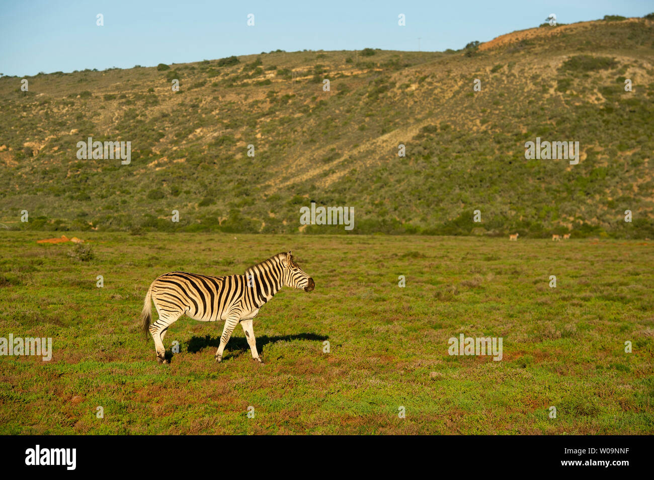 Burchell's zebras, Equus burchellii, Amakhala Game Reserve, South ...