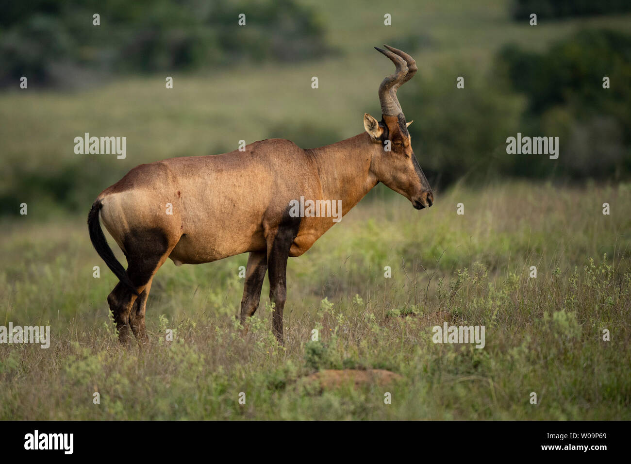The caama of south africa hi-res stock photography and images - Alamy