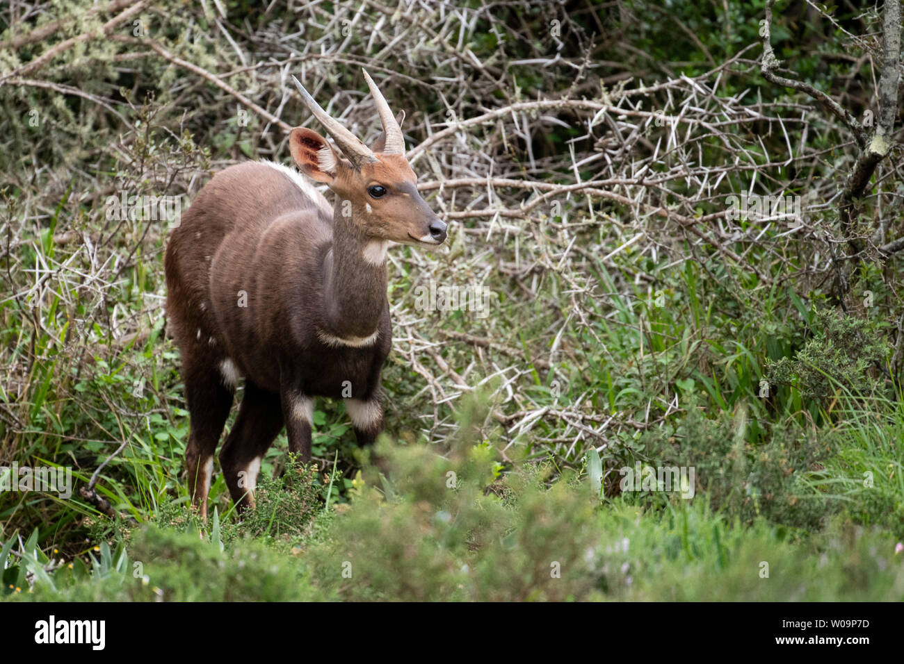 Male bushbuck, Tragelaphus scriptus, Amakhala Game Reserve, South ...