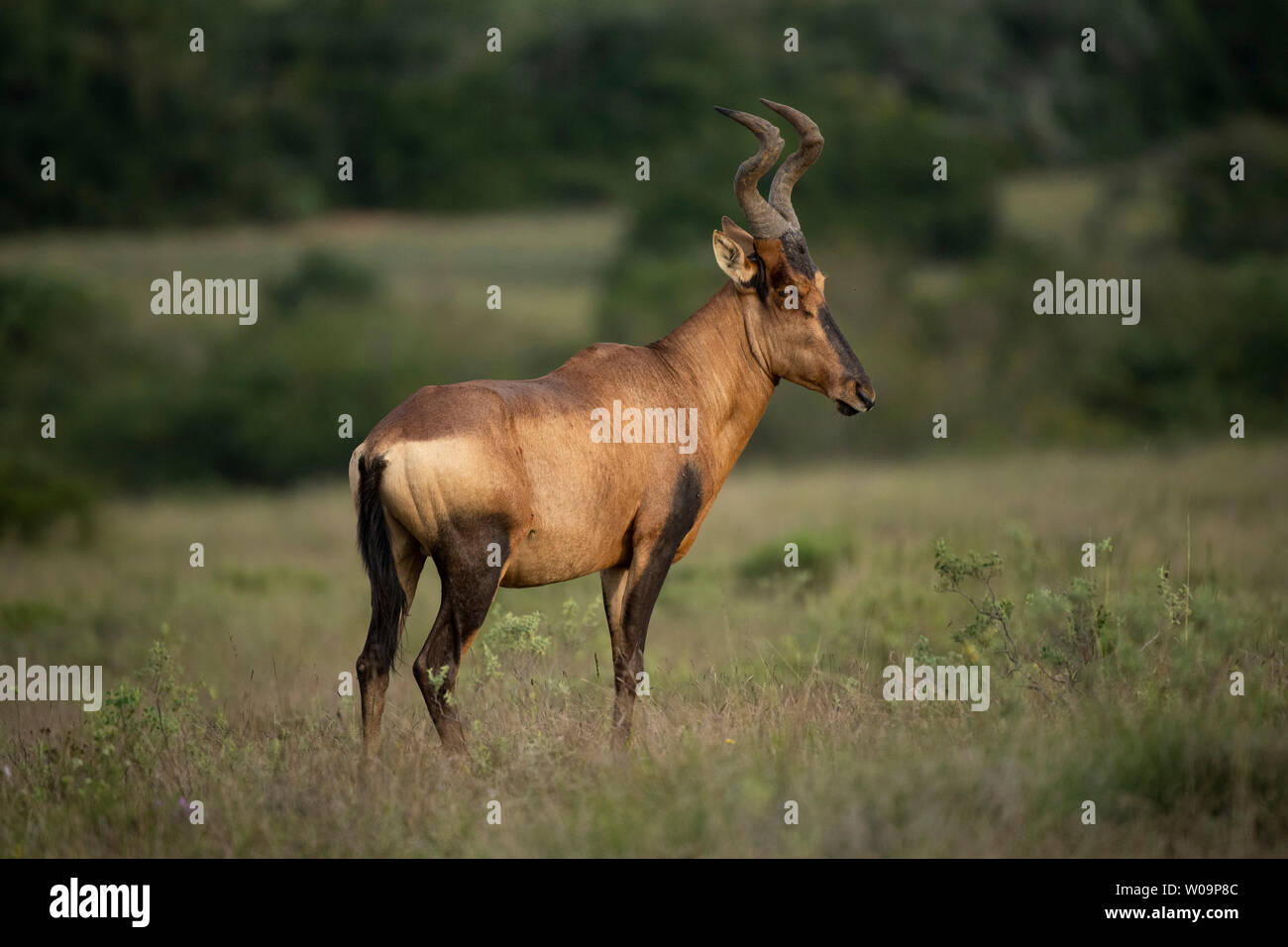 The caama of south africa hi-res stock photography and images - Alamy