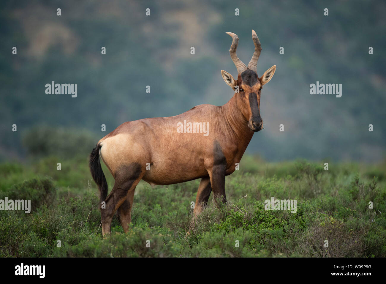 The caama of south africa hi-res stock photography and images - Alamy