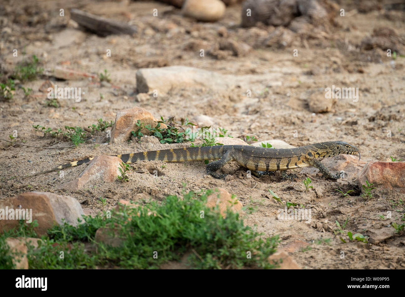 African monitor lizard hi-res stock photography and images - Alamy
