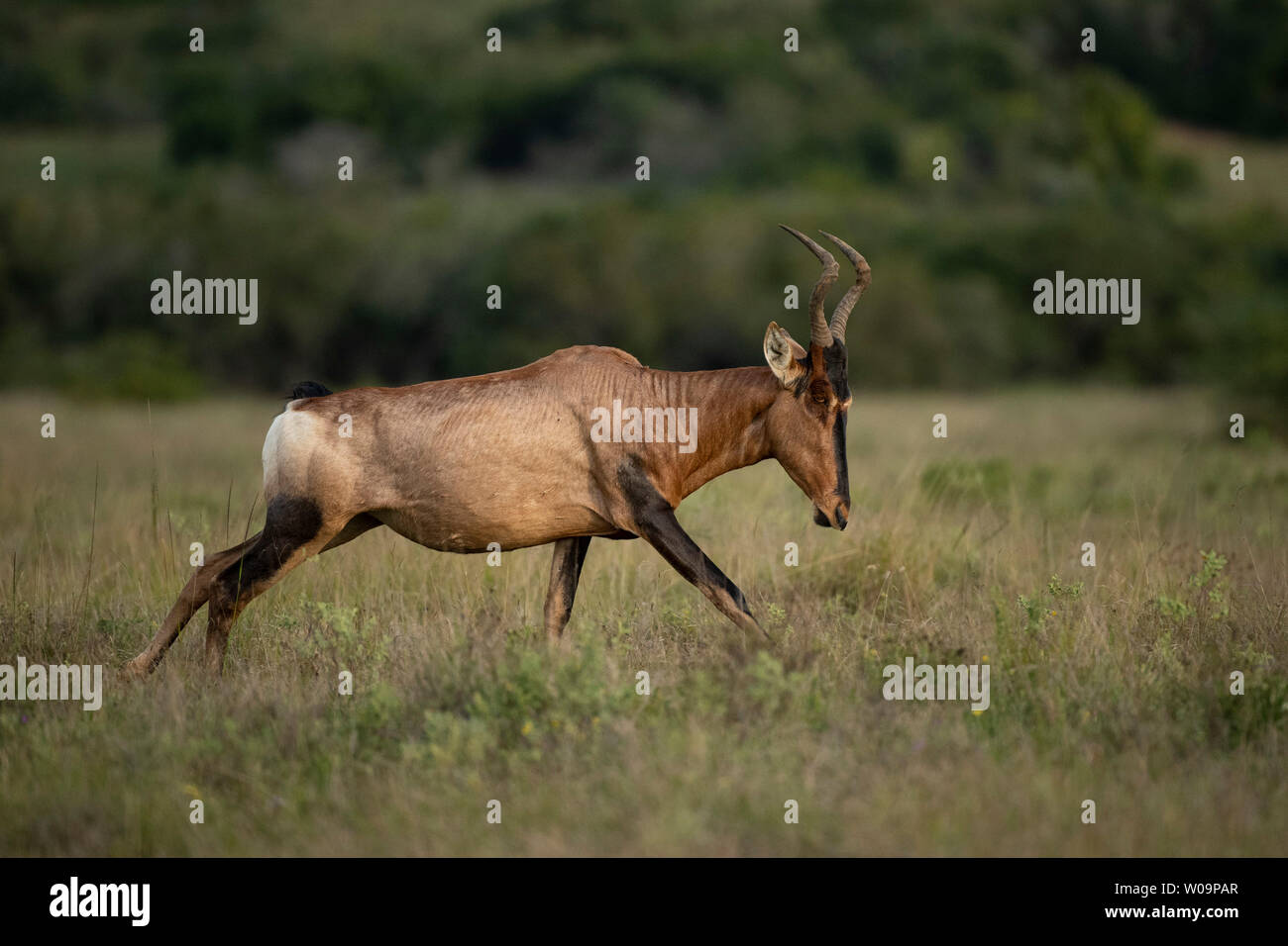 The caama of south africa hi-res stock photography and images - Alamy