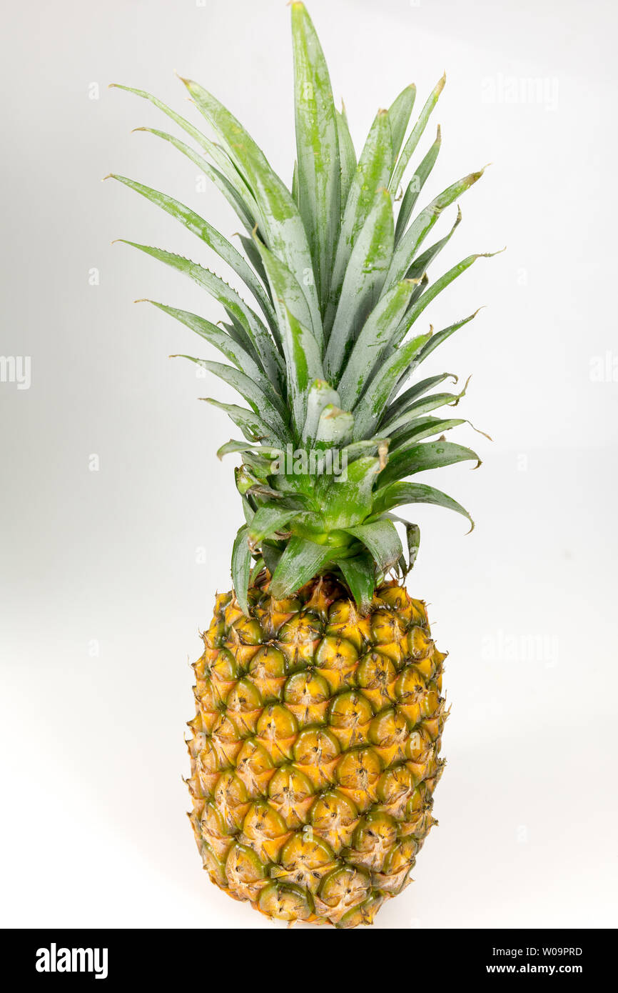 Pineapple plants hi-res stock photography and images - Alamy
