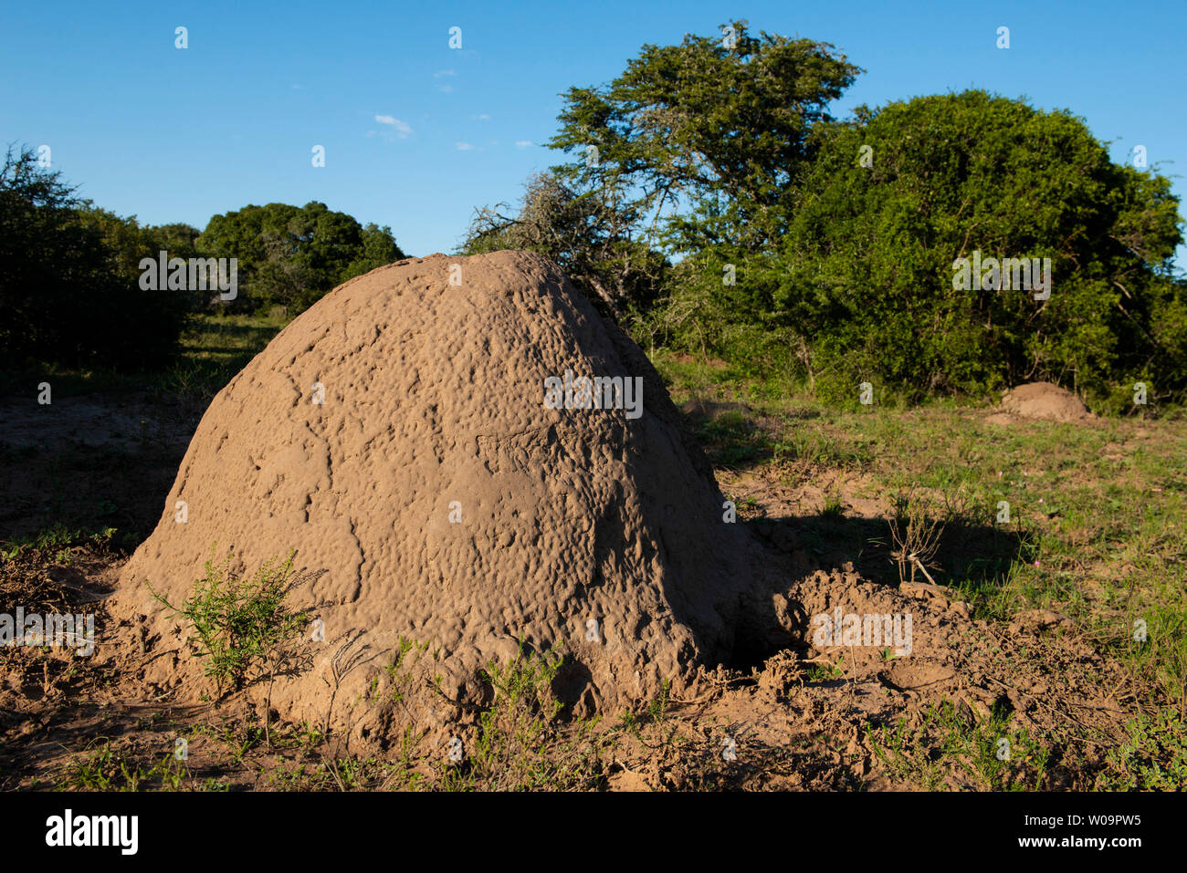 Termite mound africa hi-res stock photography and images - Alamy