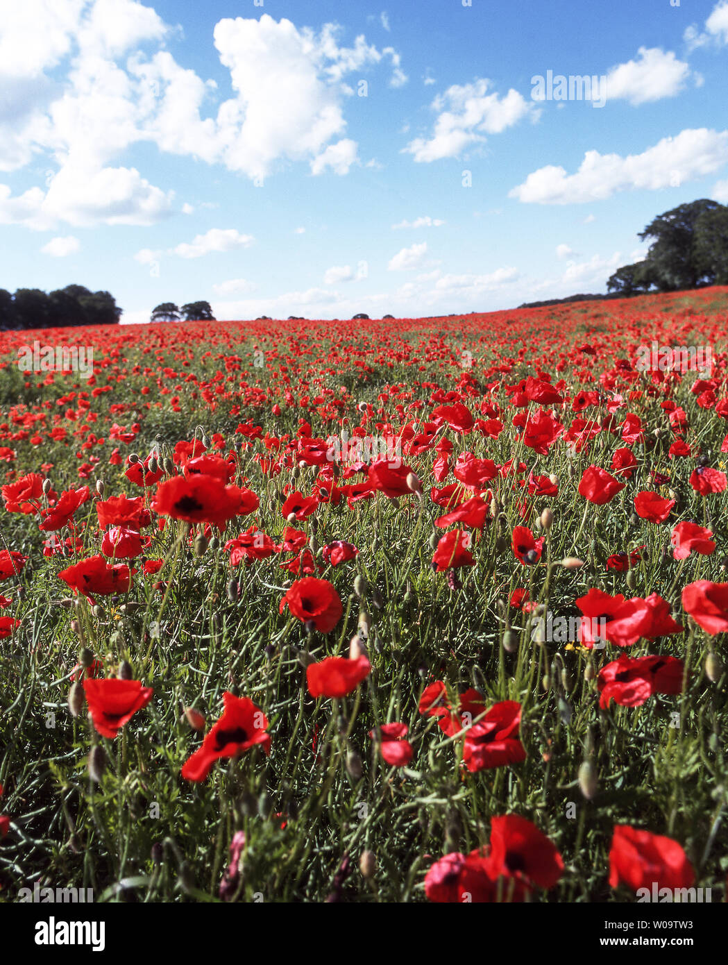 Common field poppy 'Papaver rhoeas' growing wild in a field crop of ...