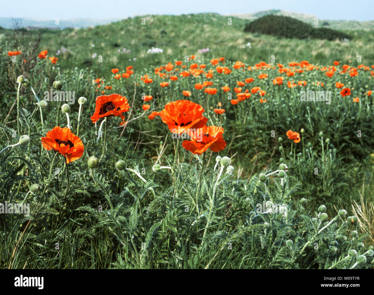 Northumberland Calendars High Resolution Stock Photography and Images ...
