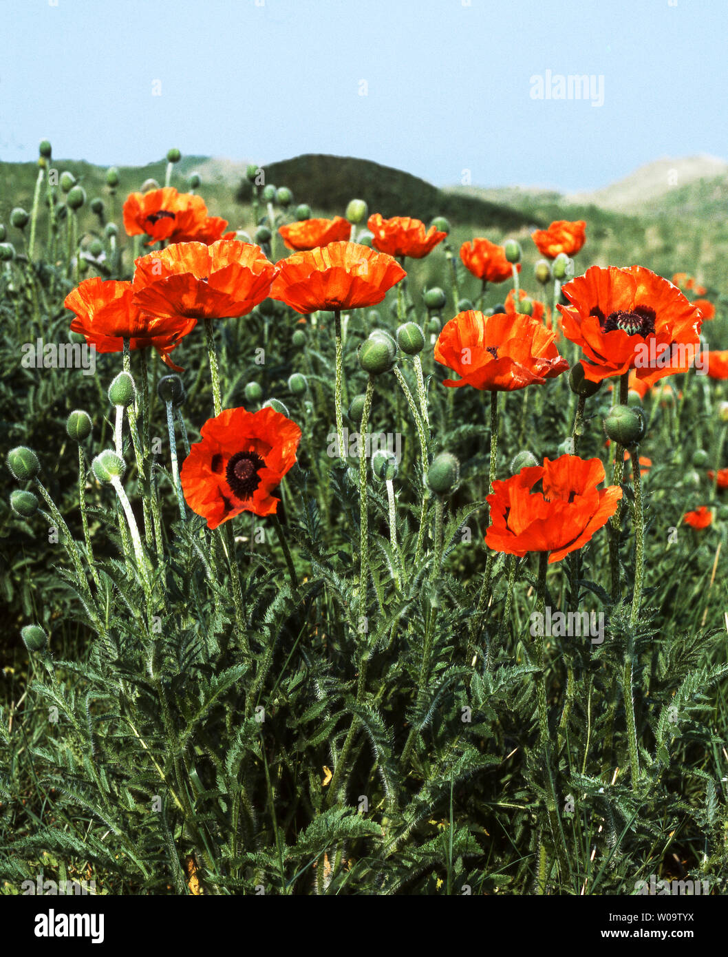 Oriental poppies 'Papaver orientale' growing wild on a Northumberland ...