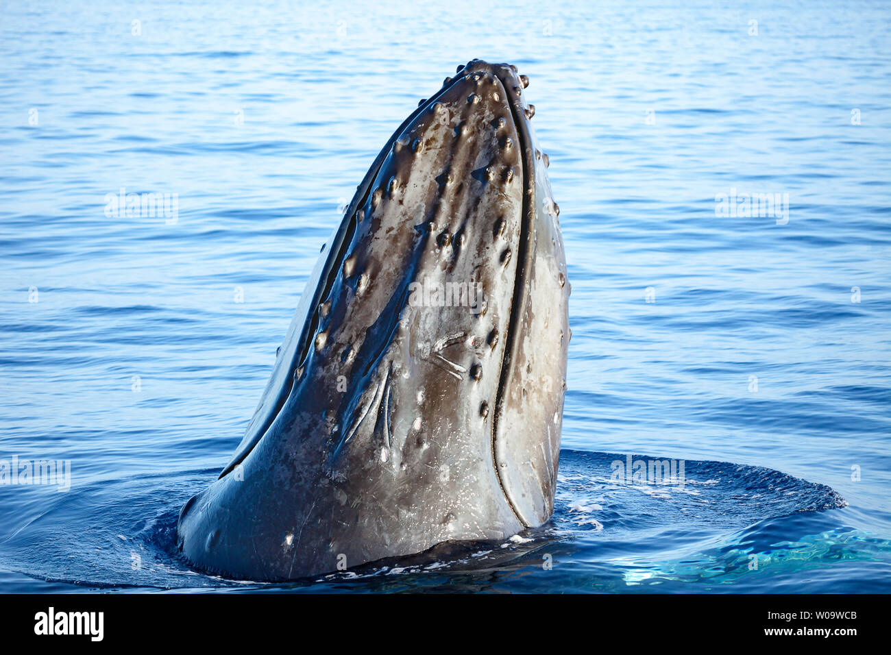 Bump On Head High Resolution Stock Photography and Images - Alamy