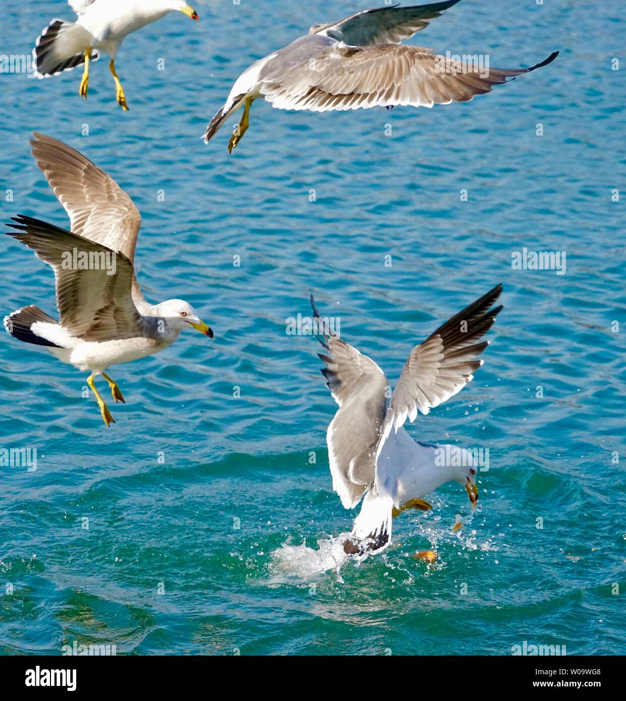 Sea animals no one with flies hi-res stock photography and images - Alamy