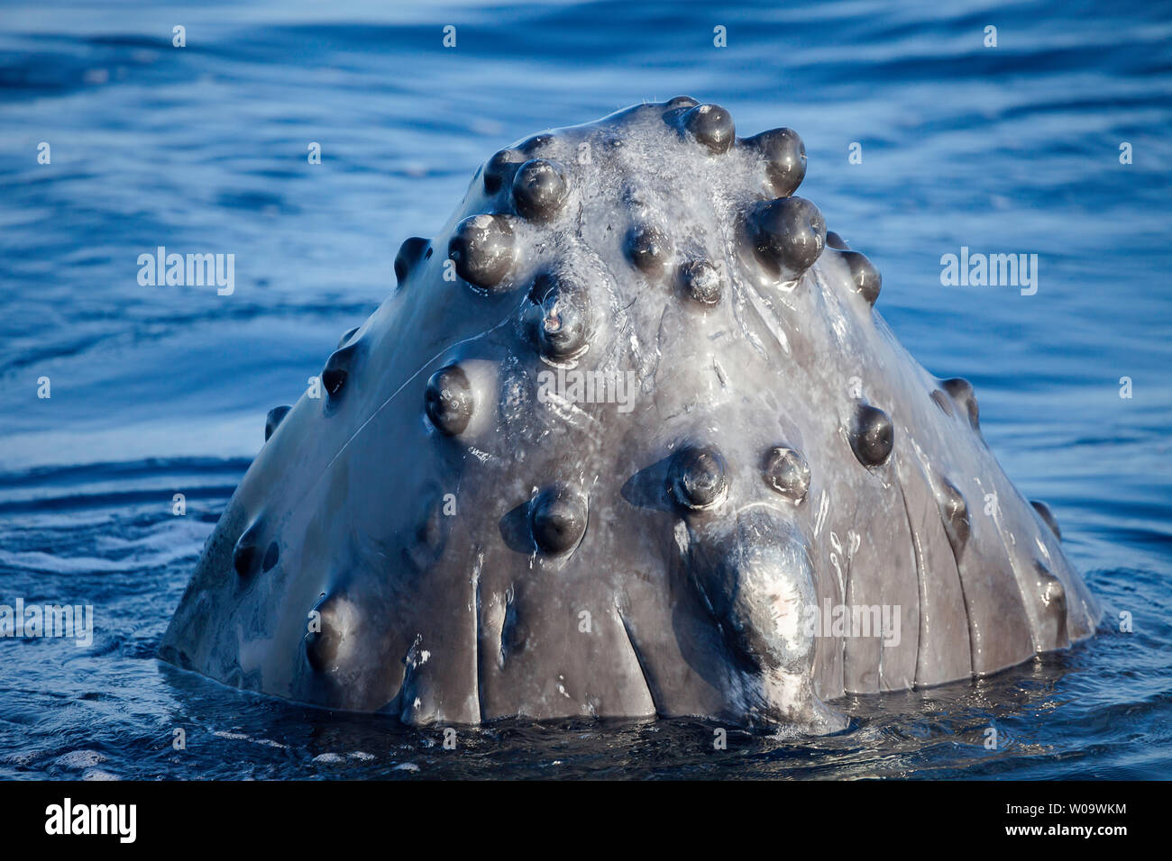 Tubercle Stock Photos & Tubercle Stock Images - Alamy