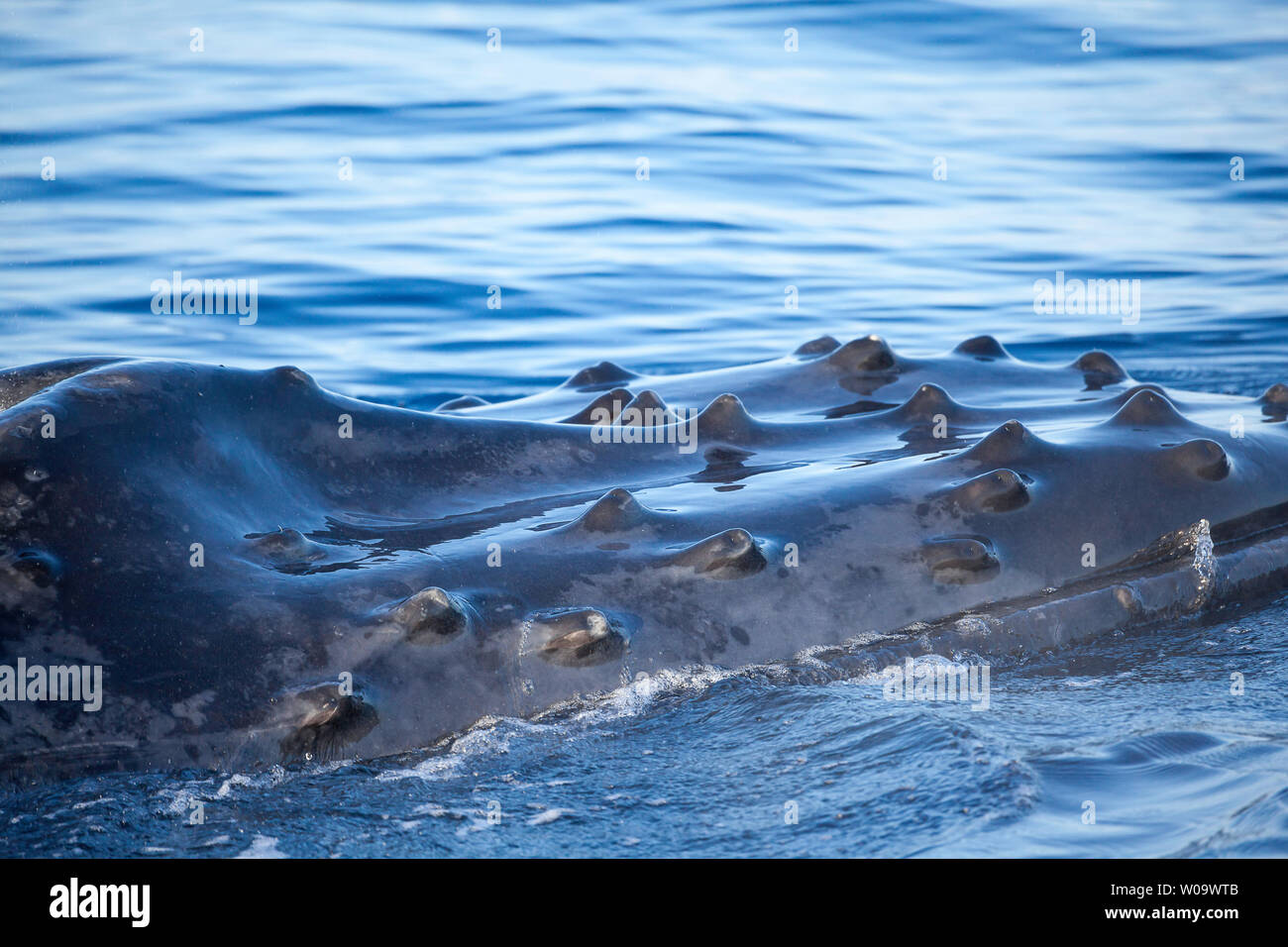 Bump on head hi-res stock photography and images - Alamy