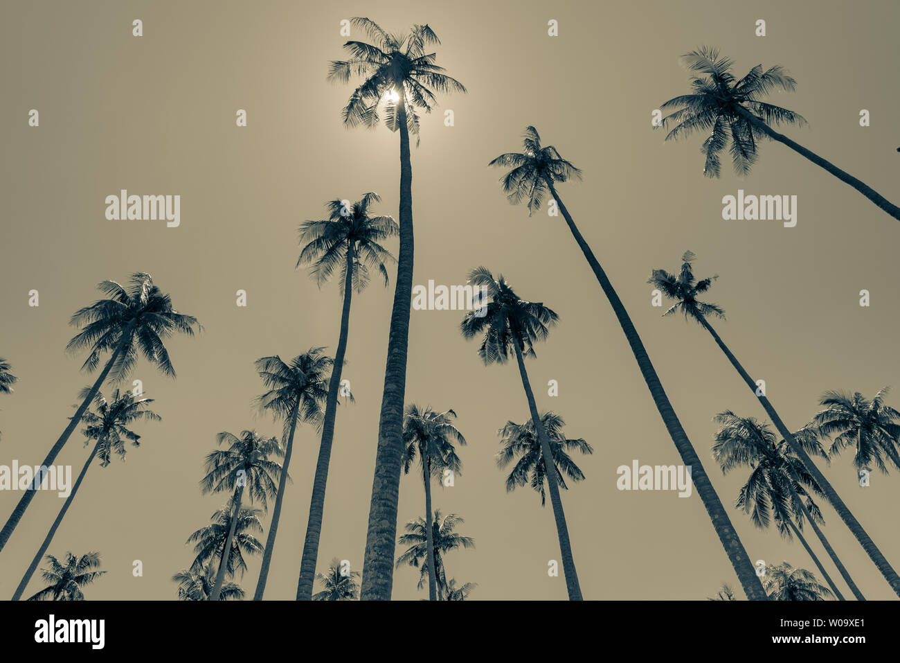Low point of view tropical monochrome split tone sepia coconut palms ...