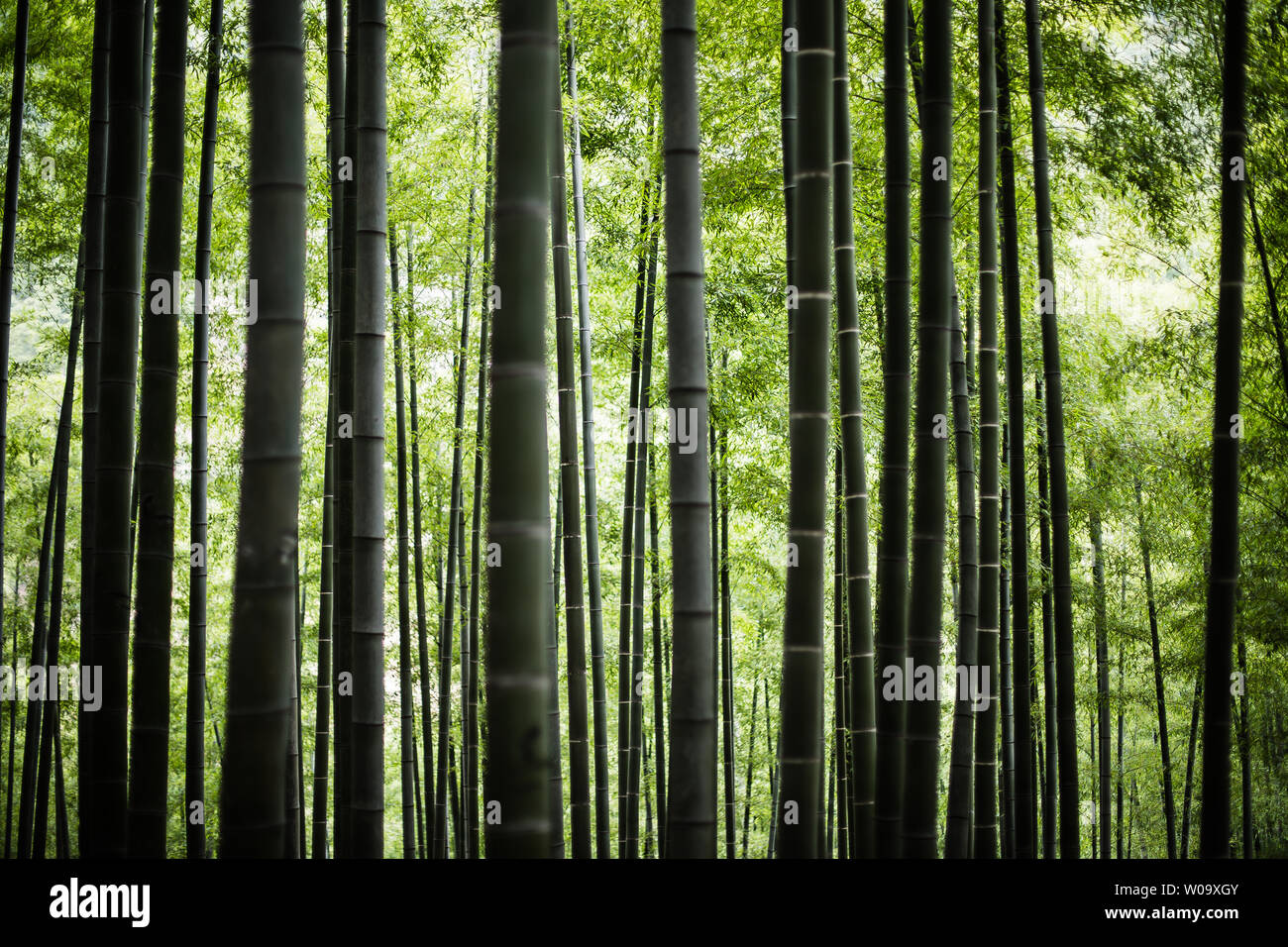 Zhejiang bamboo forest hi-res stock photography and images - Alamy