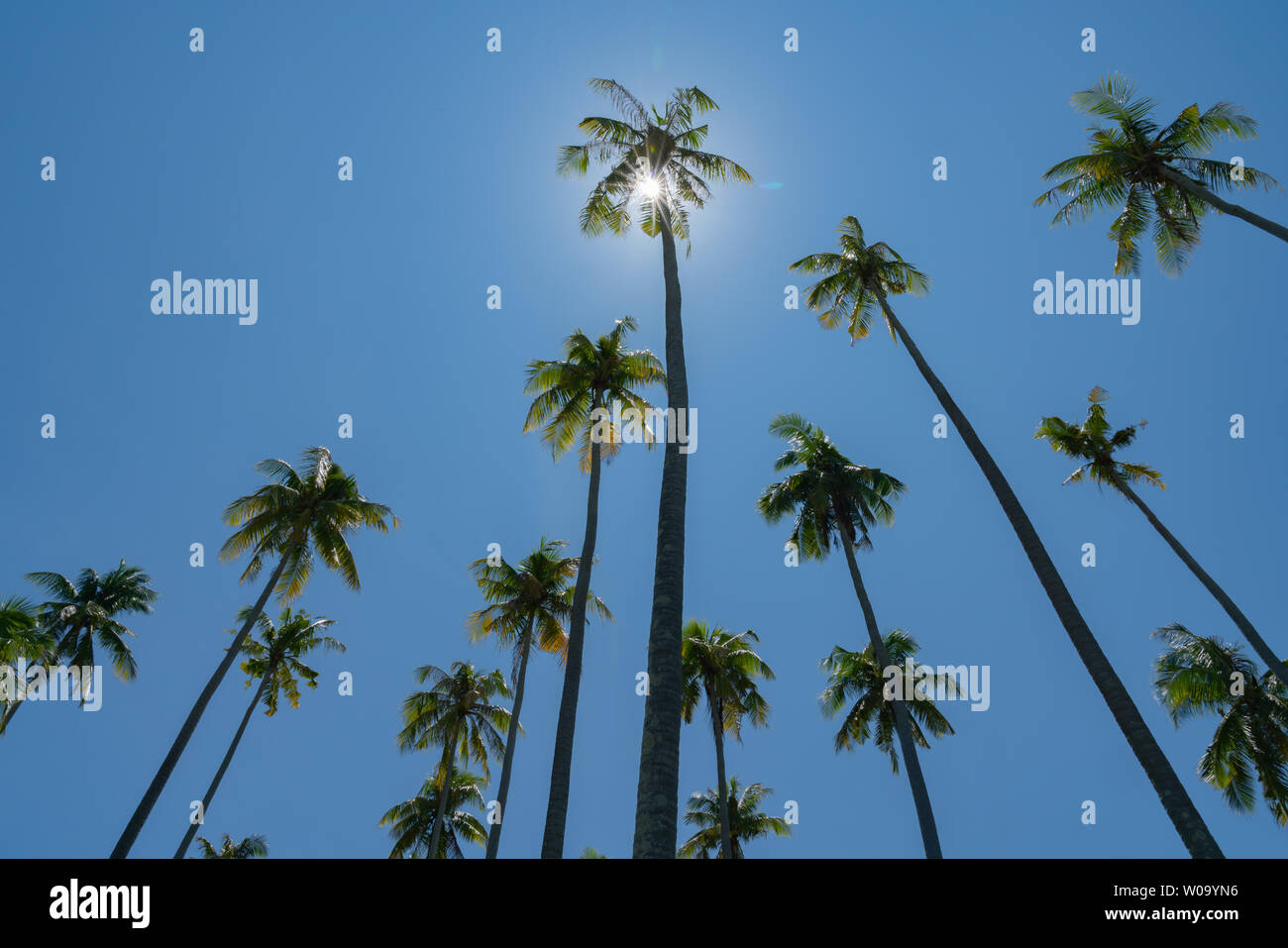 Low point of view tropical monochrome split tone sepia coconut palms ...