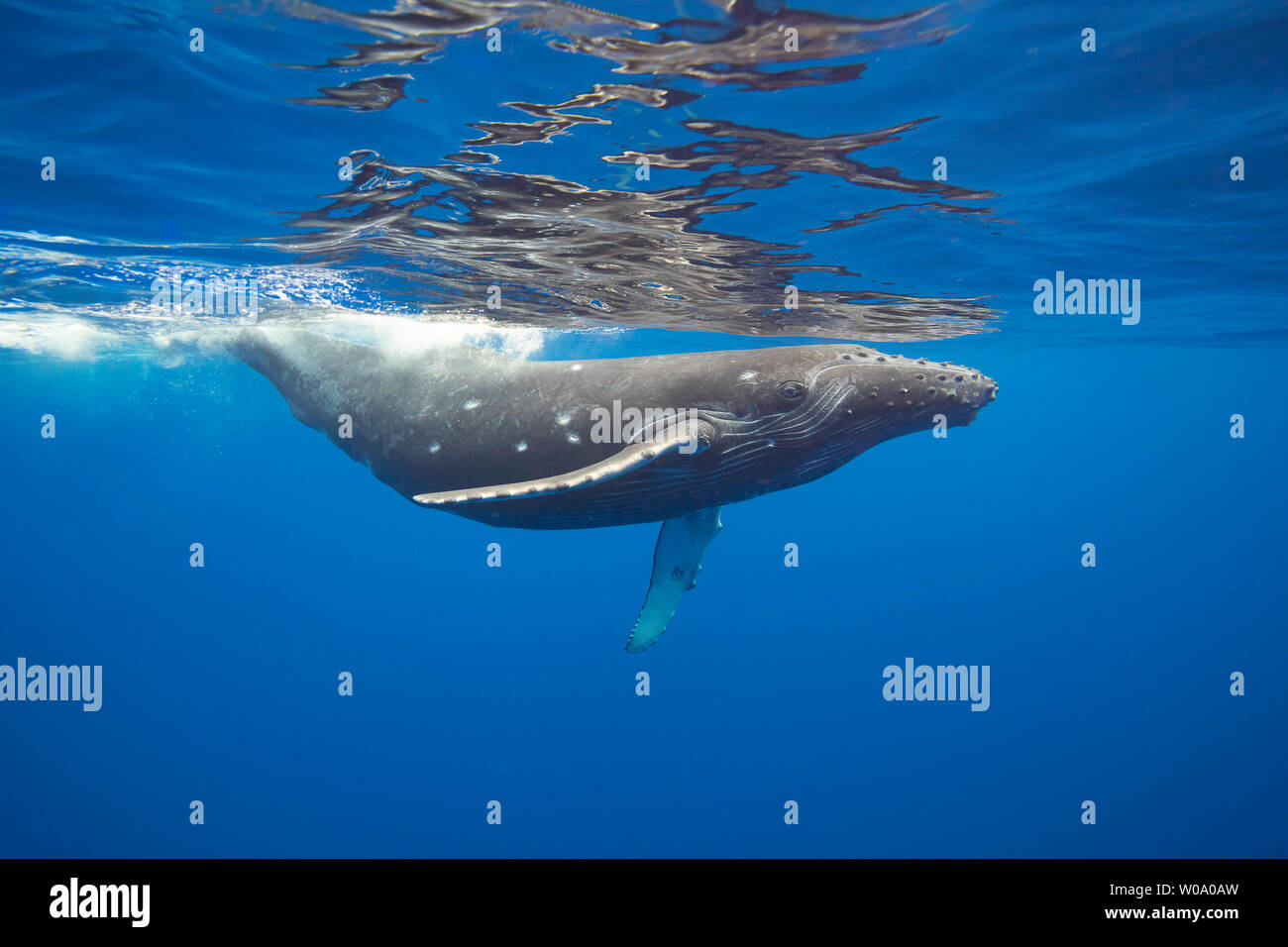 This humpback whale, Megaptera novaeangliae, has a number of circular ...