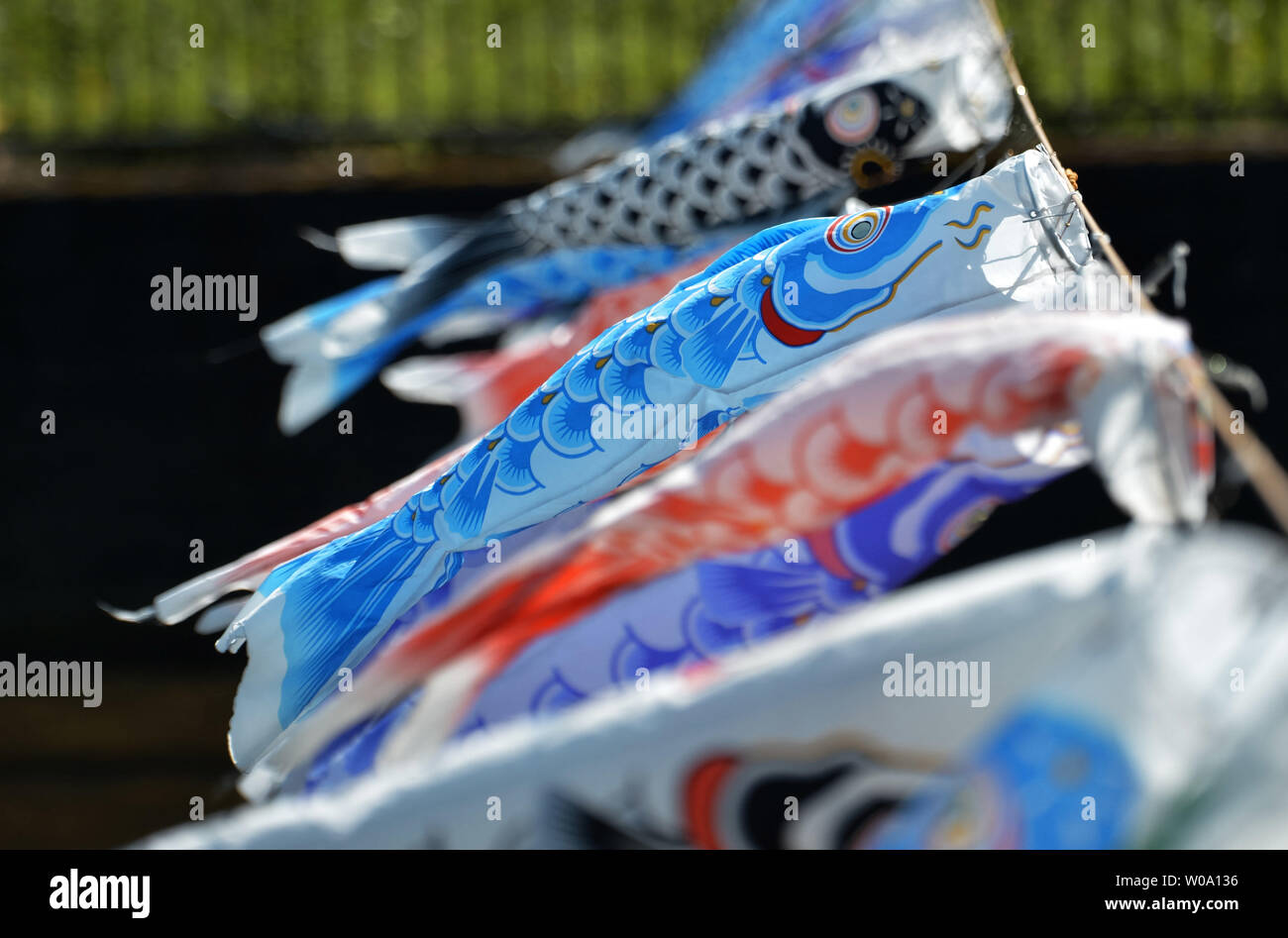 Carp streamers and river hi-res stock photography and images - Alamy