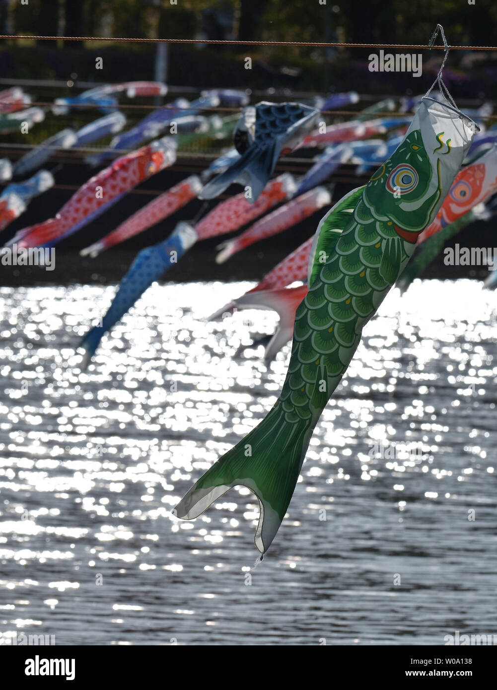 About 4000 Carp Streamers are display at the Tsuruuda river in ...
