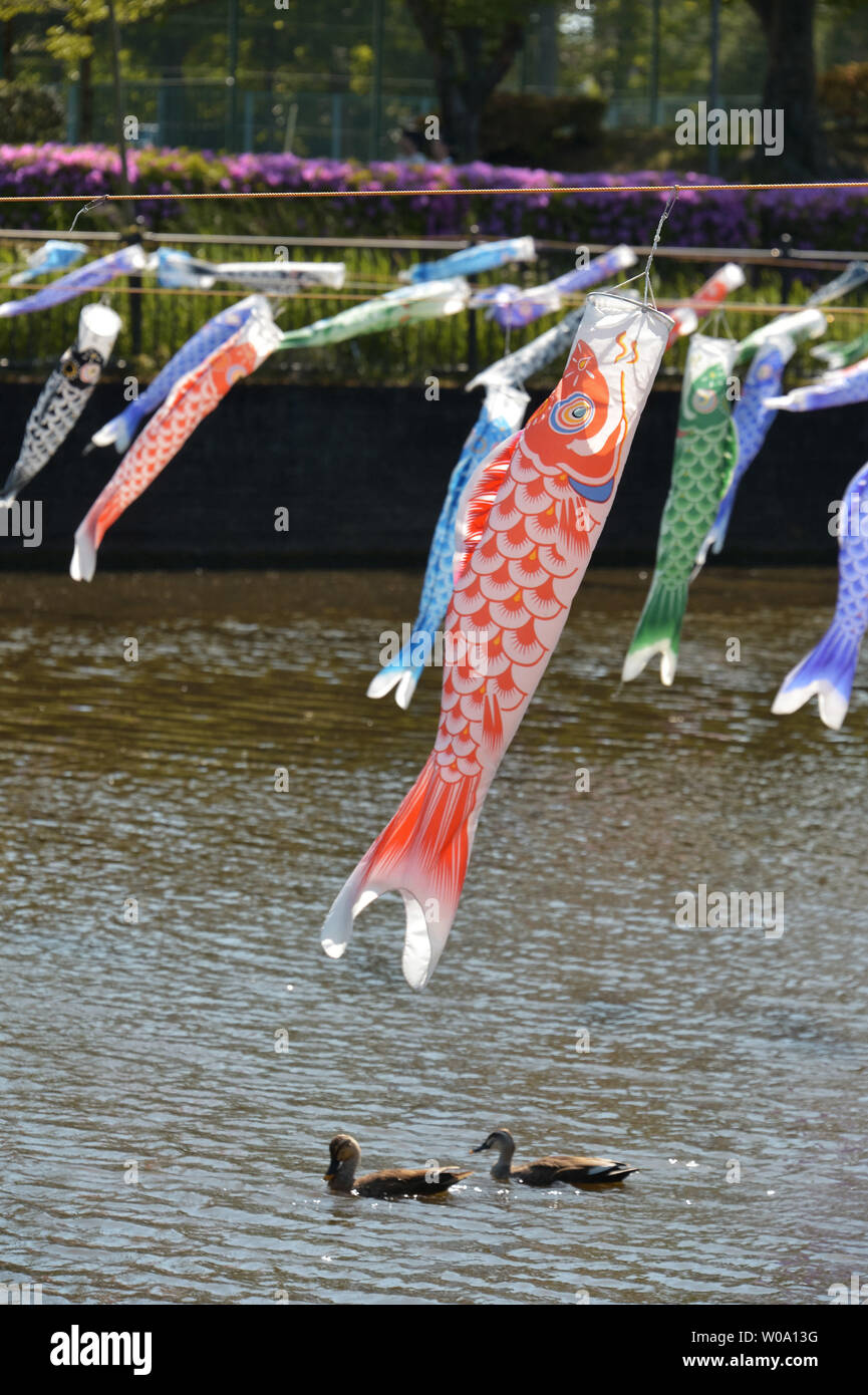 About 4000 Carp Streamers are display at the Tsuruuda river in ...