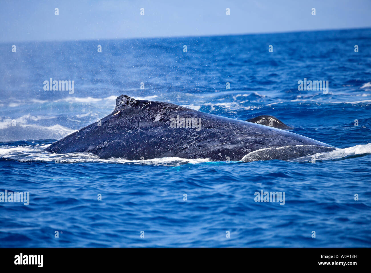 Entanglement whale hi-res stock photography and images - Alamy