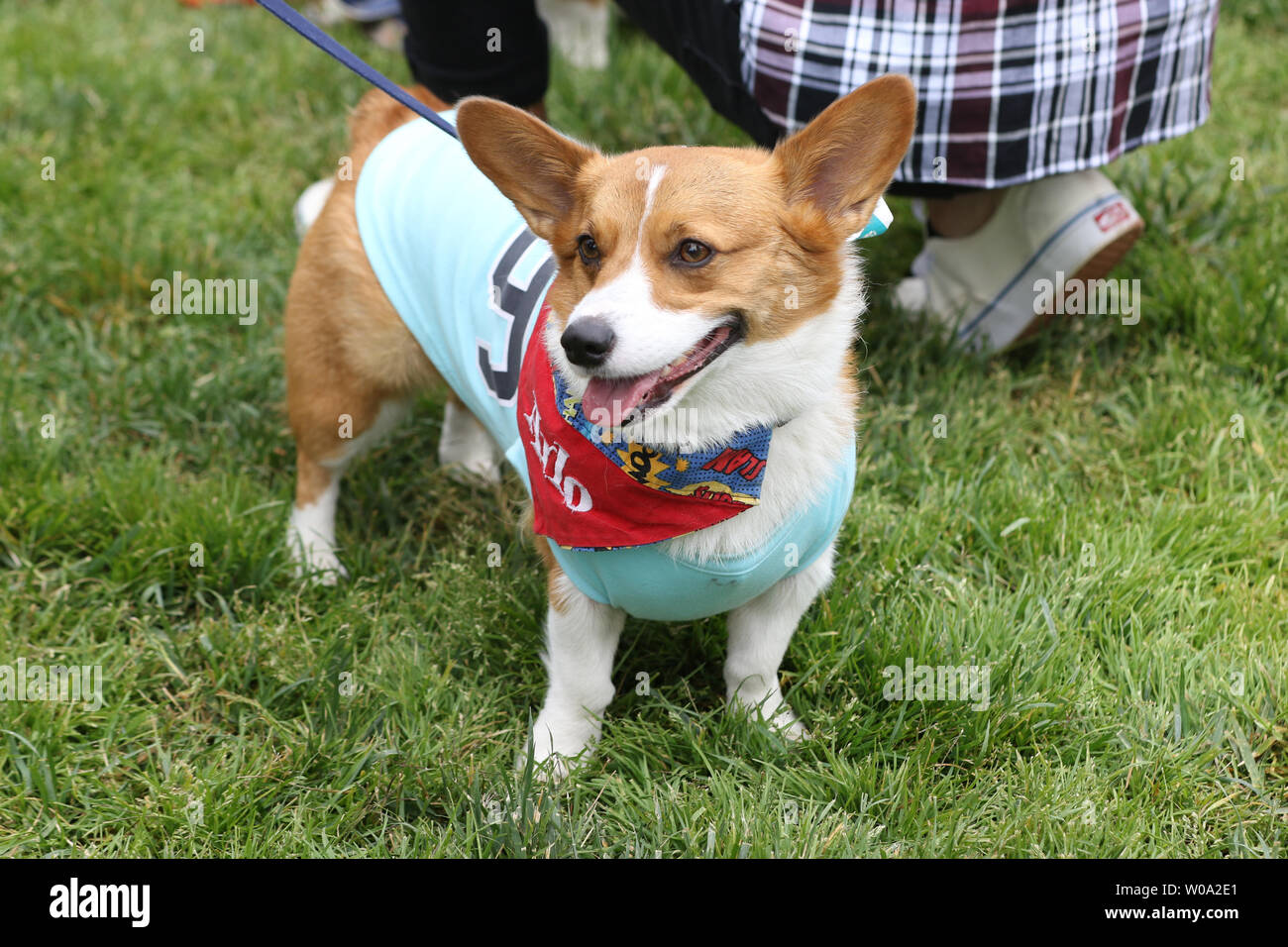 Corgi Nationals 2019 at Santa Anita Park in Arcadia, California on May ...