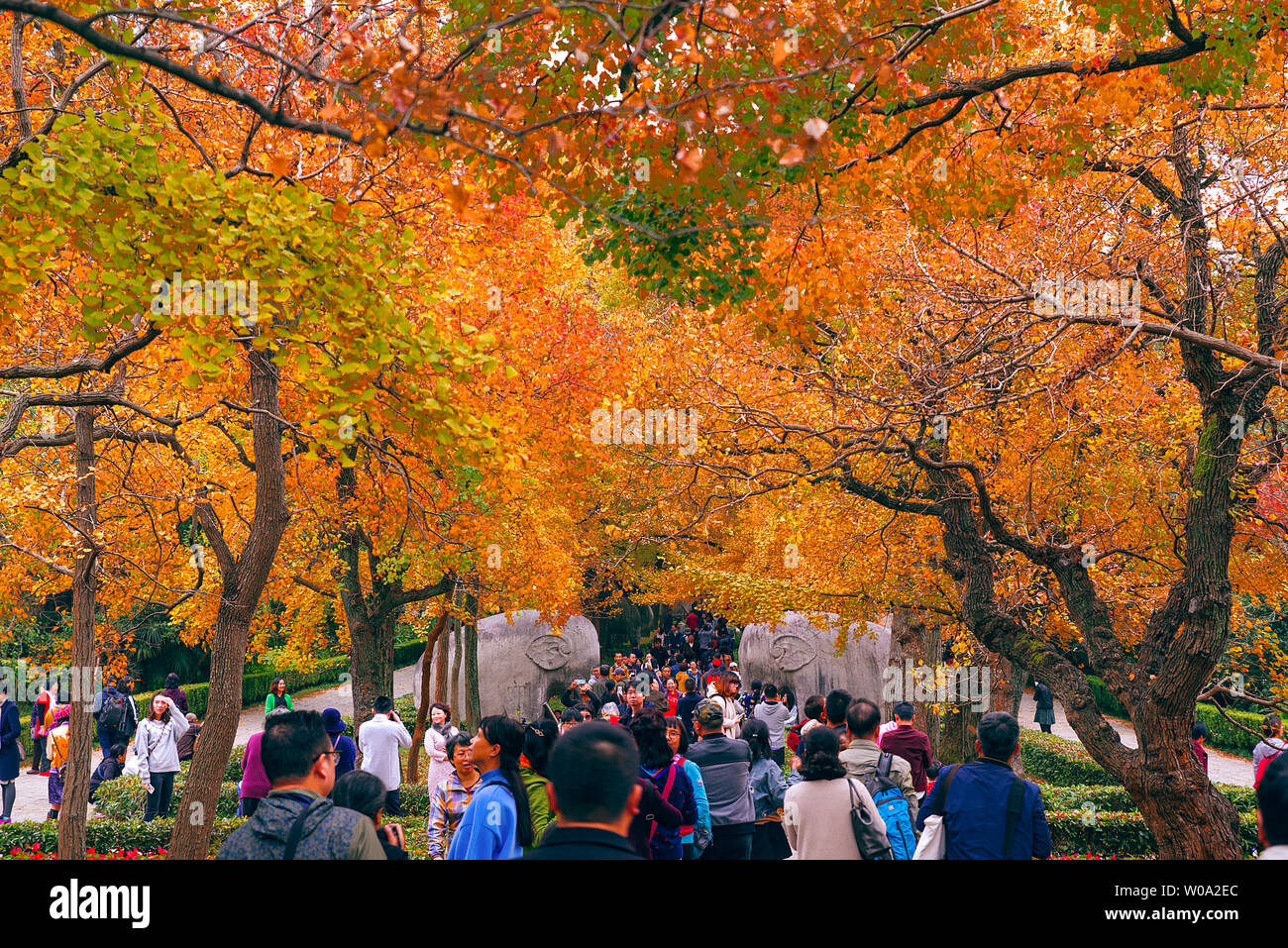 Autumn Color in Zhongshan Scenic Area, Nanjing Stock Photo - Alamy