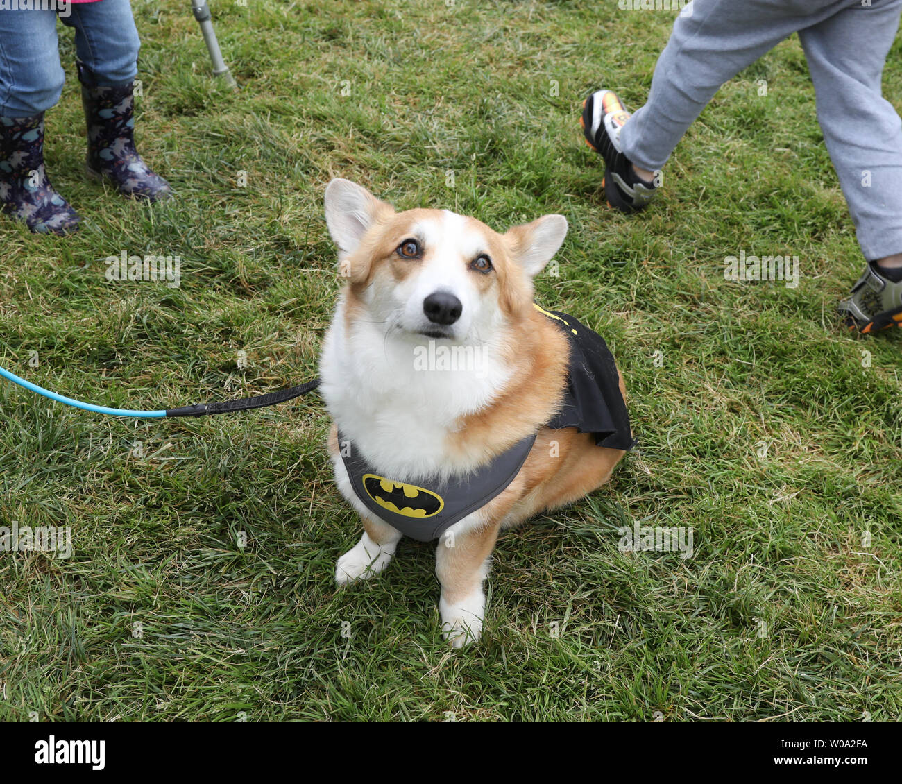 Angeles corgi hi-res stock photography and images - Alamy